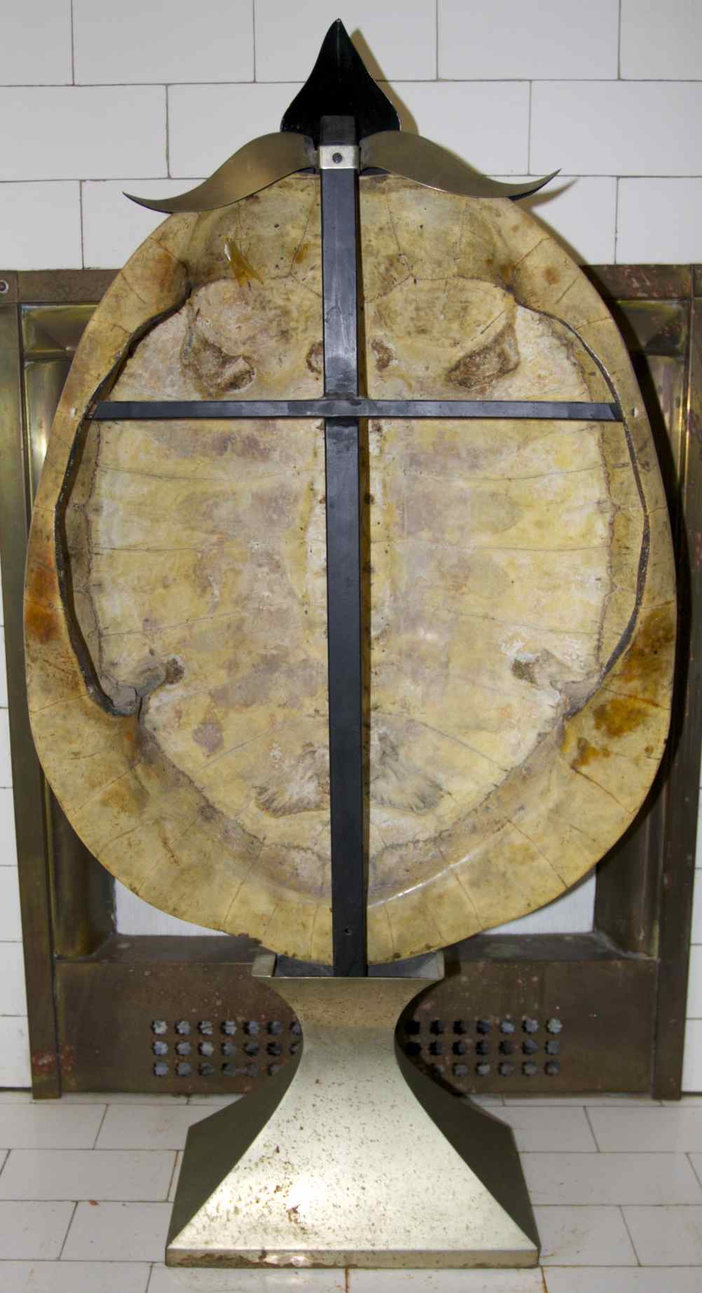 Important 1841 Scrimshaw Tortoise Shell | EBTH