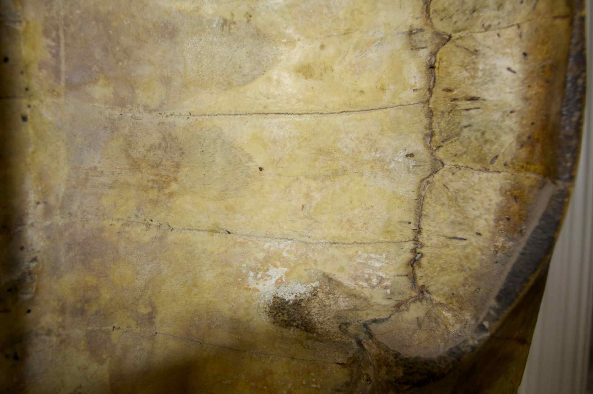 Important 1841 Scrimshaw Tortoise Shell | EBTH