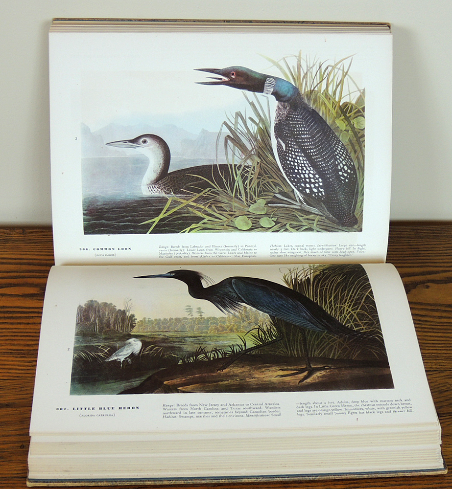 1937 Audubon "Birds of America Book" with Beautiful Color Illustrations ...
