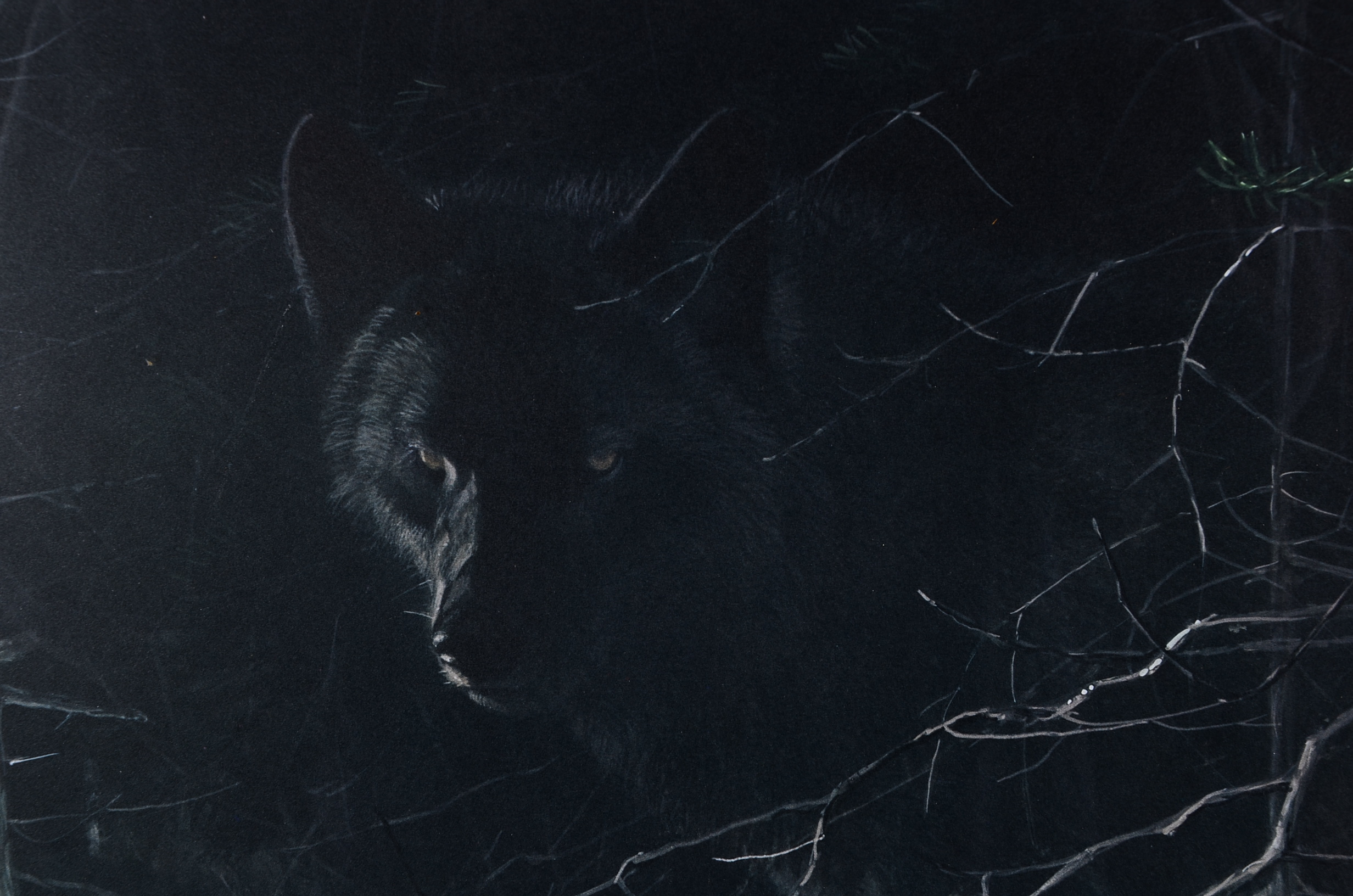 Signed Robert Bateman Framed "Midnight - Black Wolf" Print | EBTH