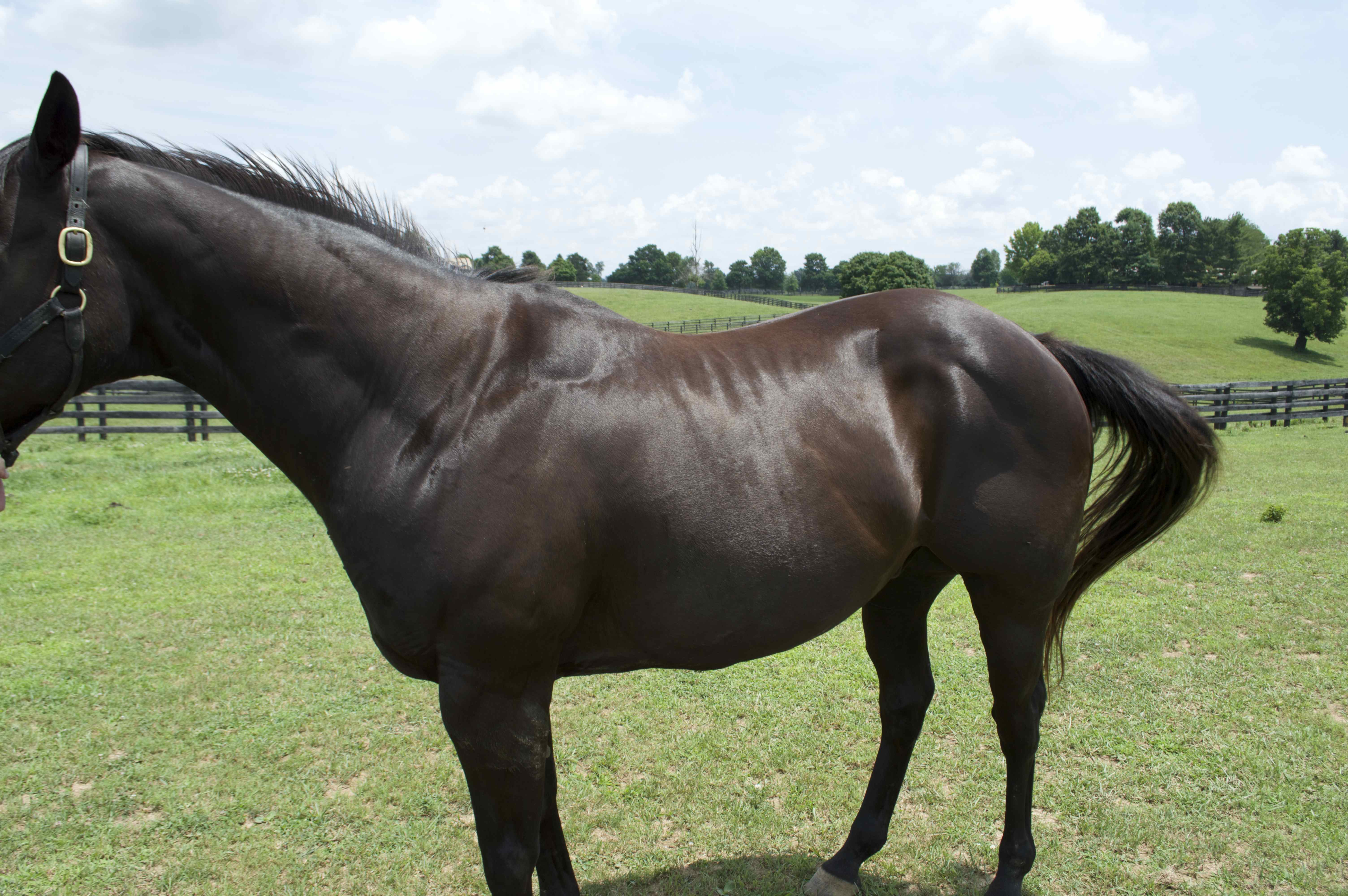 Appendix Horse Gelding Named "Blackie" | EBTH