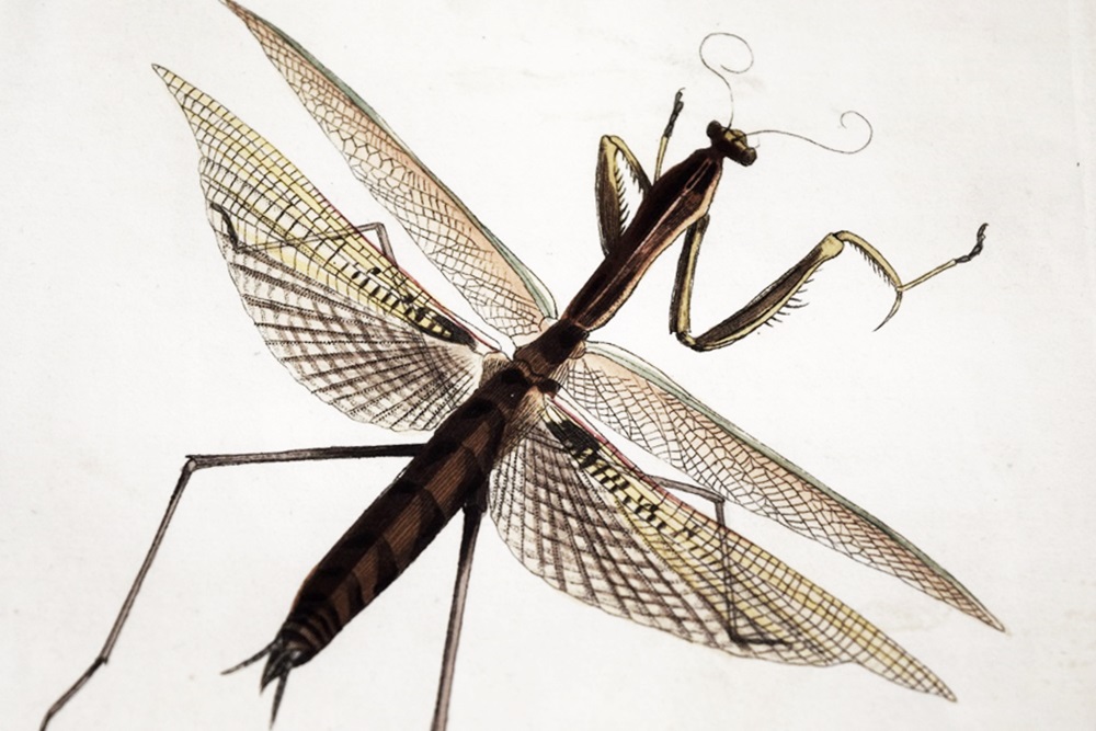 Antique Hand Colored Engraving of Praying Mantis | EBTH