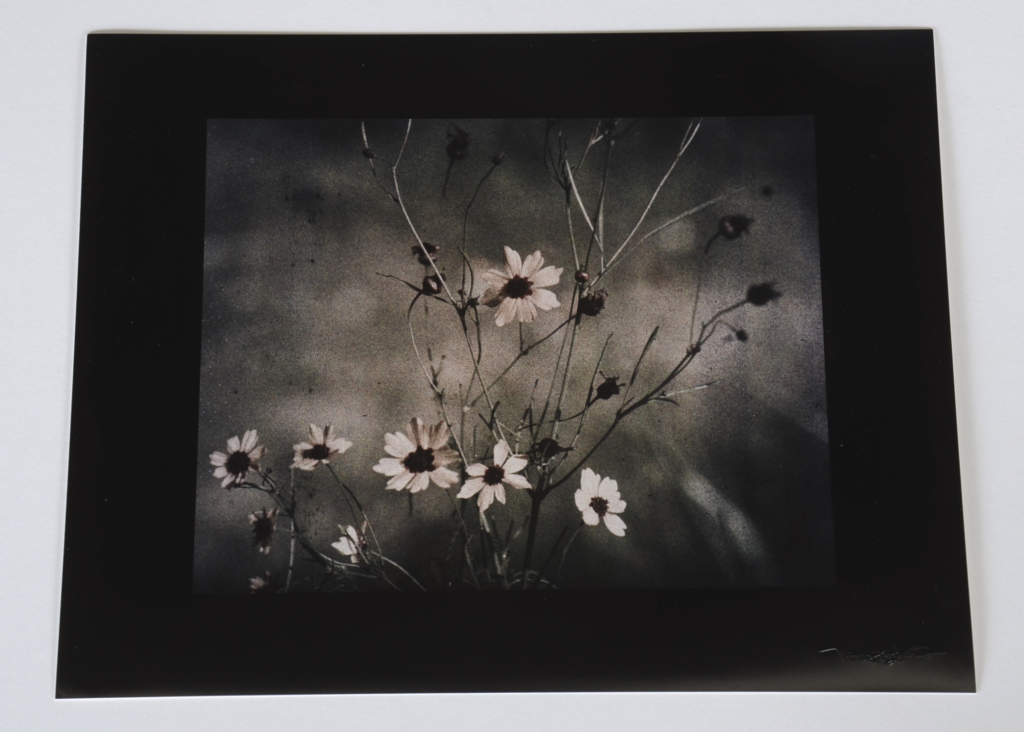 Nancy Ford Cones Cibachrome Photographic Print of Wild Flowers | EBTH