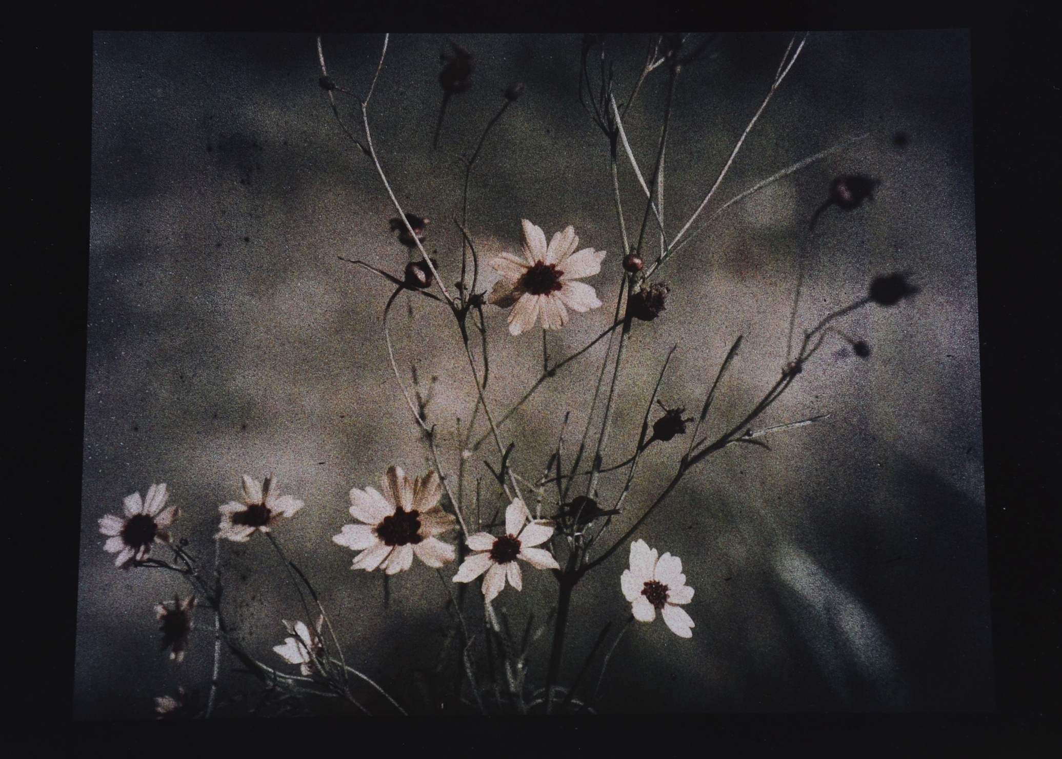 Nancy Ford Cones Cibachrome Photographic Print of Wild Flowers | EBTH