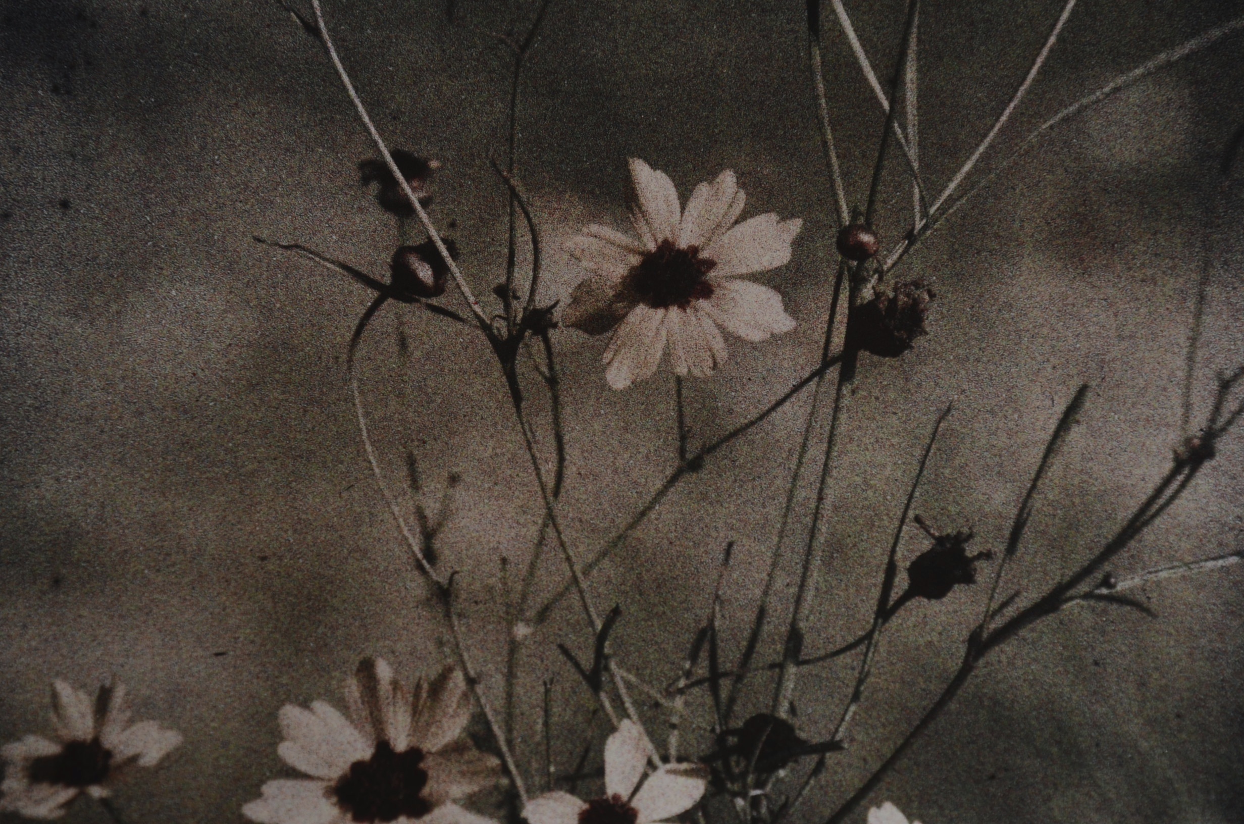 Nancy Ford Cones Cibachrome Photographic Print of Wild Flowers | EBTH