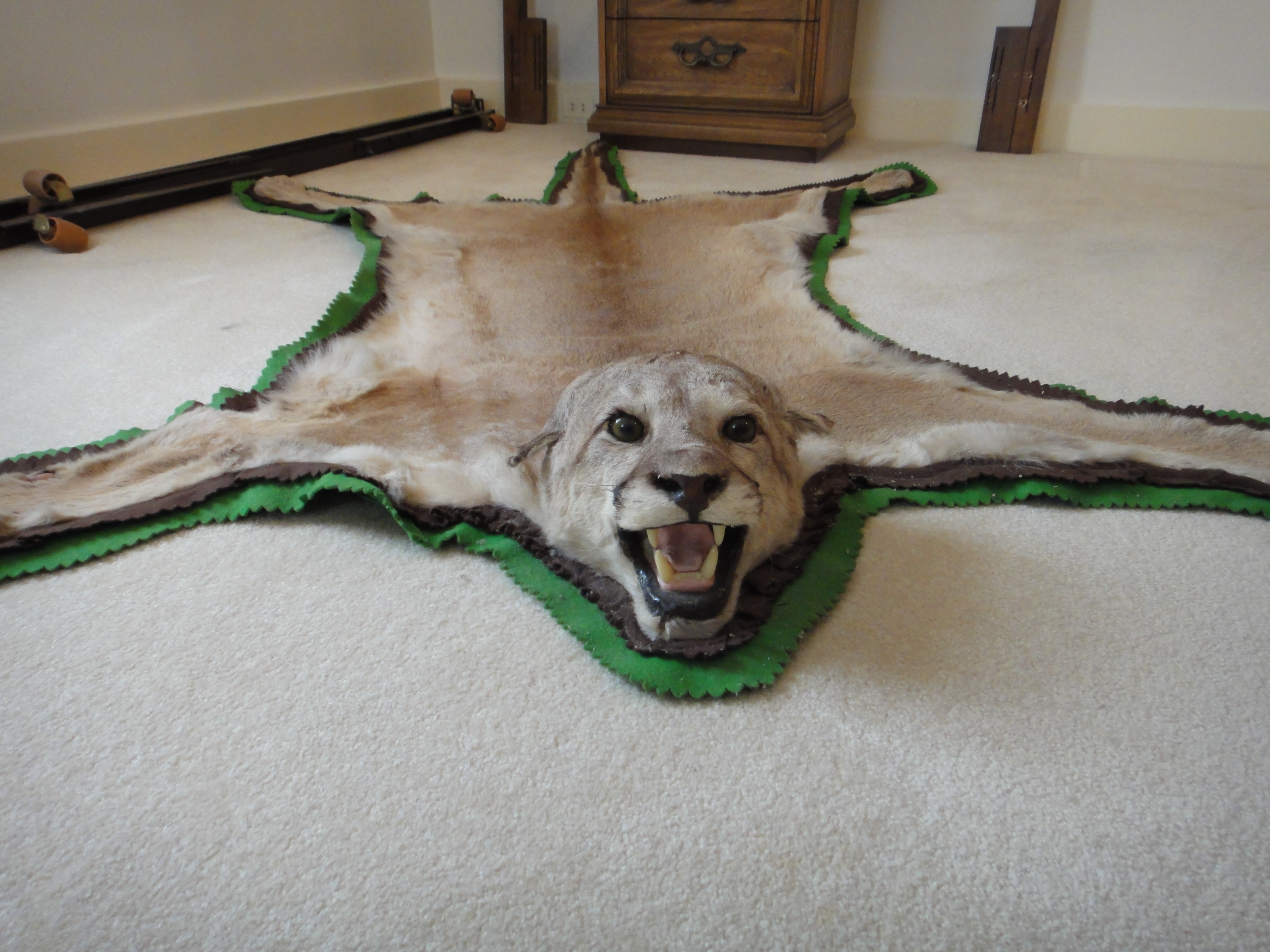 Vintage Mountain Lion Taxidermy Mount Rug | EBTH