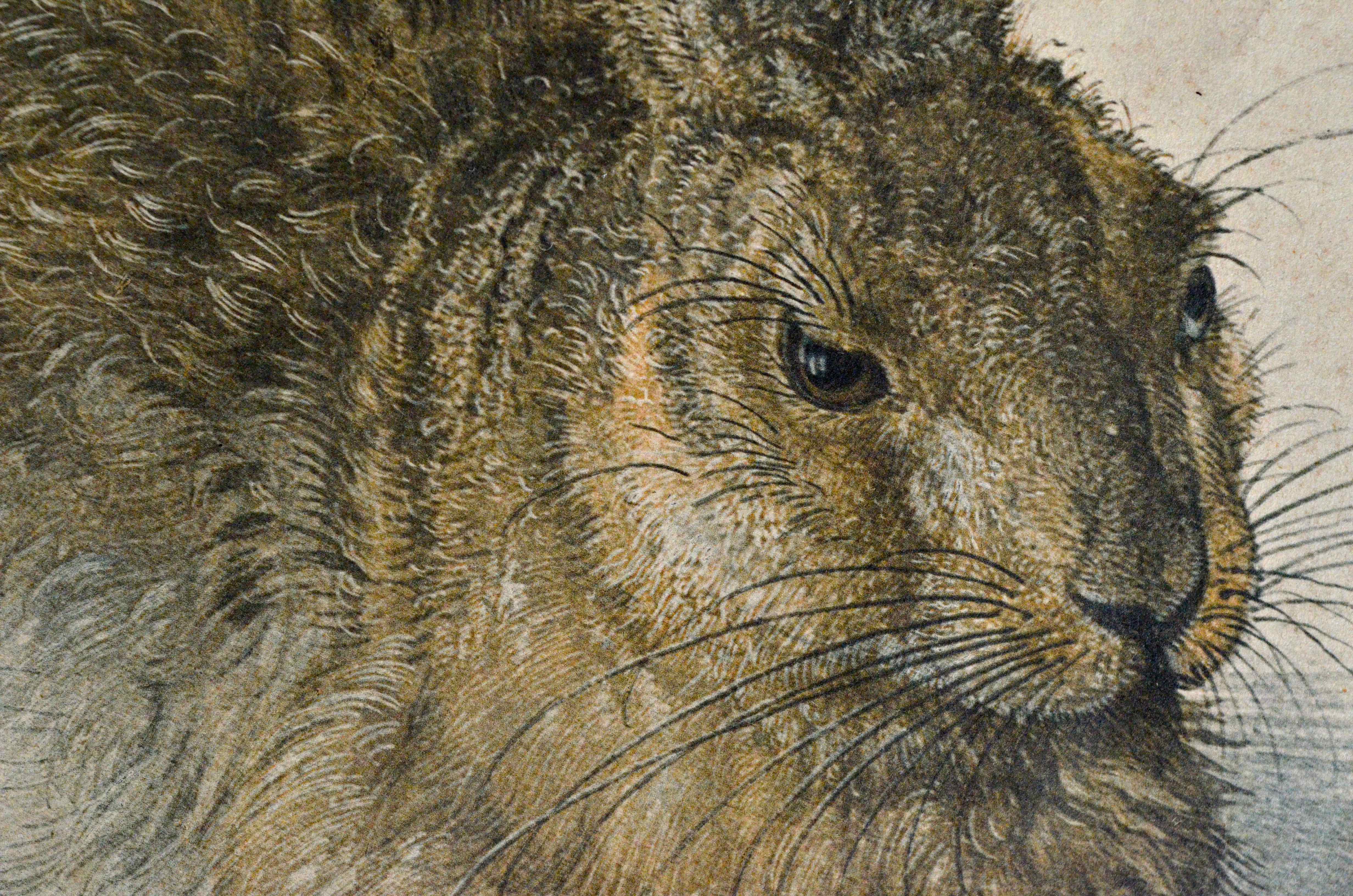 Albrecht Dürer Print, Young Hare Framed Under Glass | EBTH