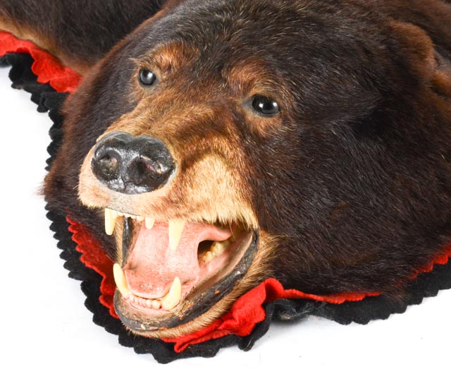 Taxidermy American Black Bear Hide | EBTH