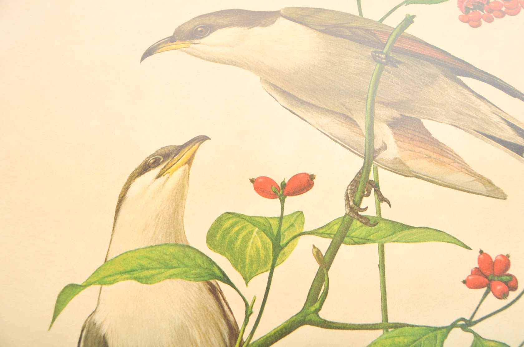 Collection of Ray Harm Bird Prints | EBTH