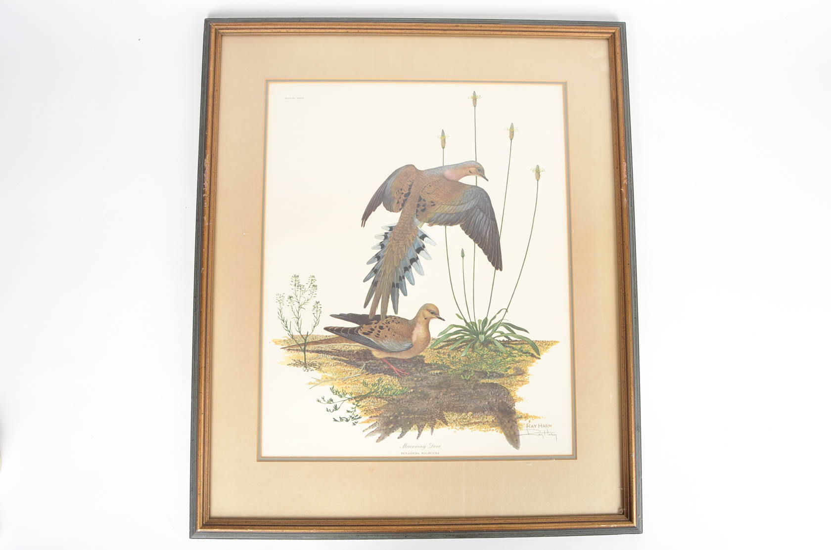 Framed Ray Harm "Mourning Doves" Print | EBTH