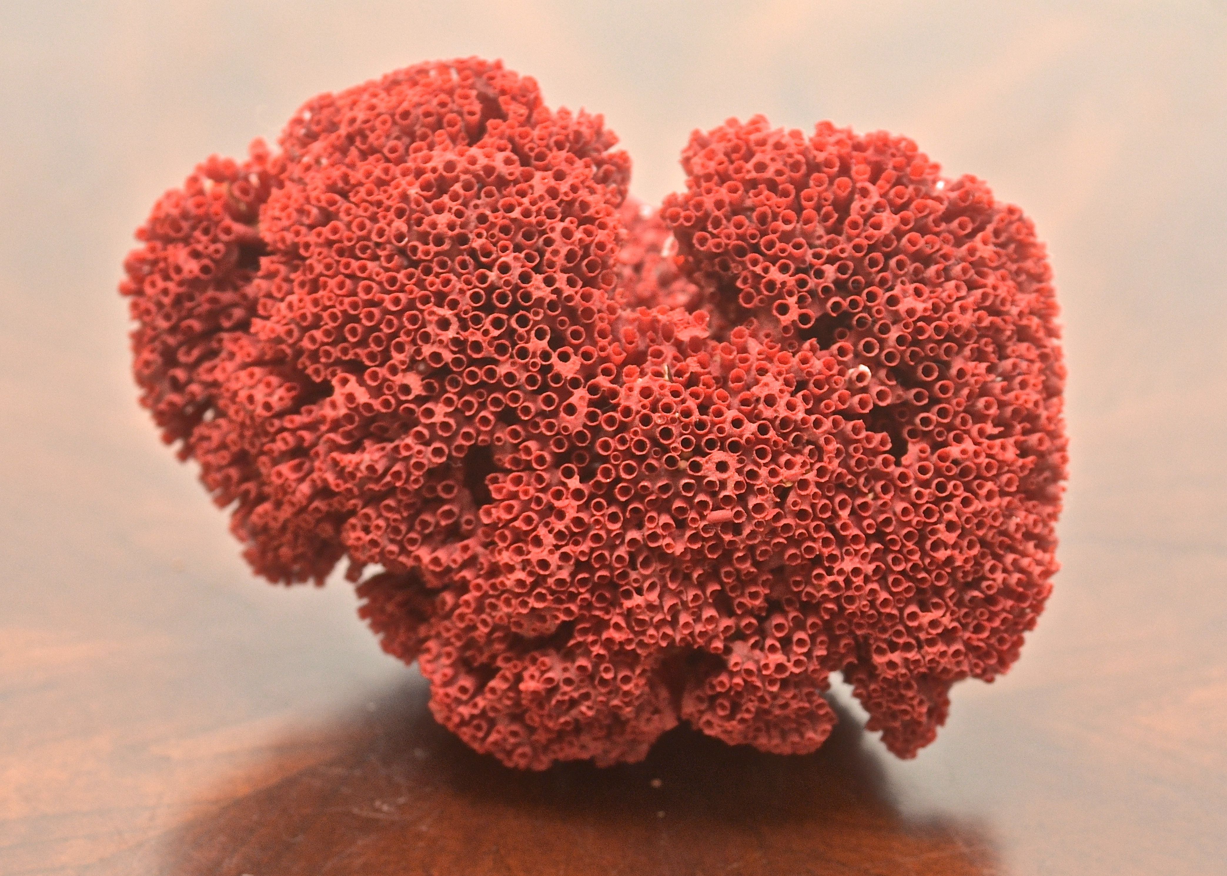 Pipe Organ Coral (Tubipora musica) Specimen | EBTH