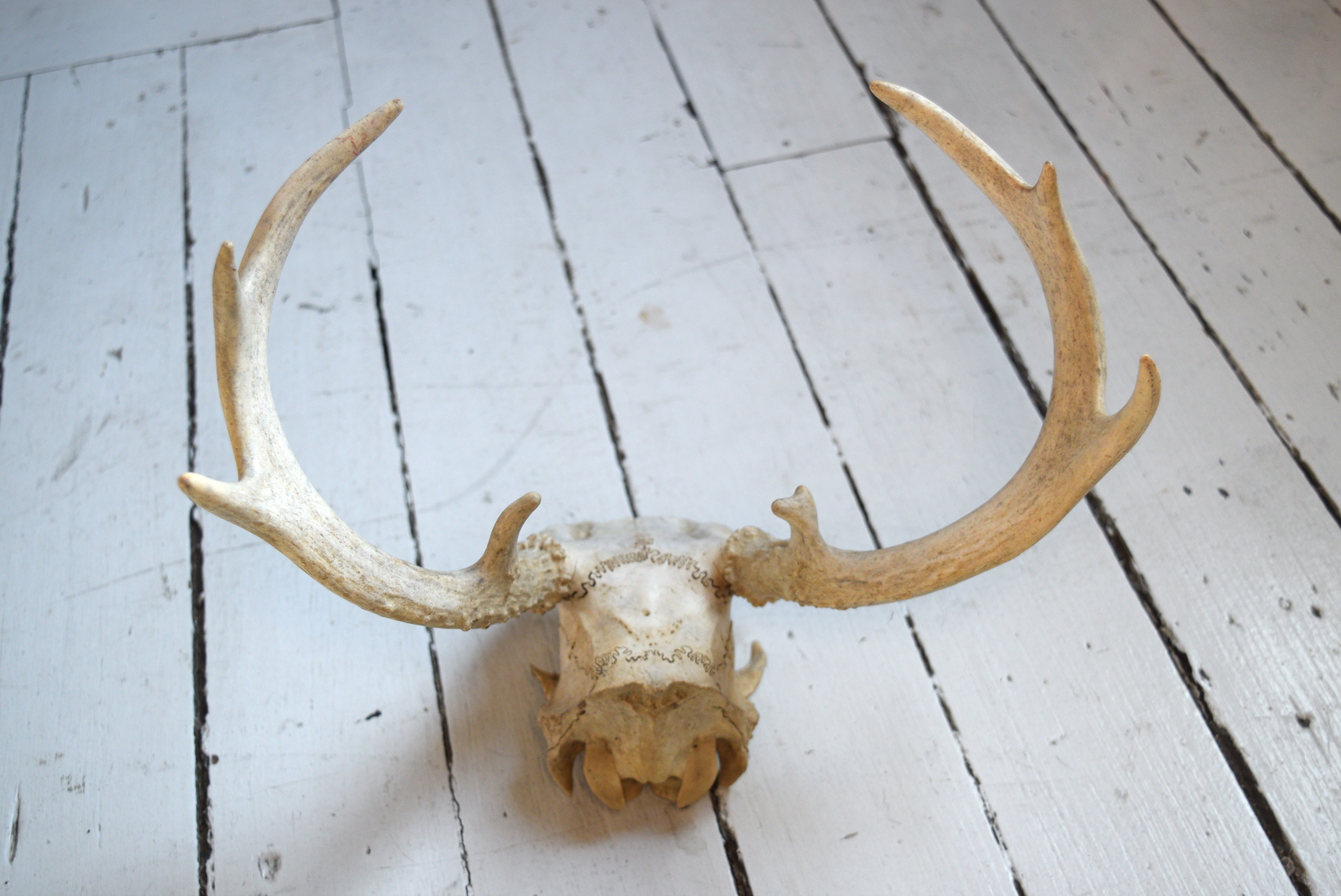 Deer Antlers | EBTH