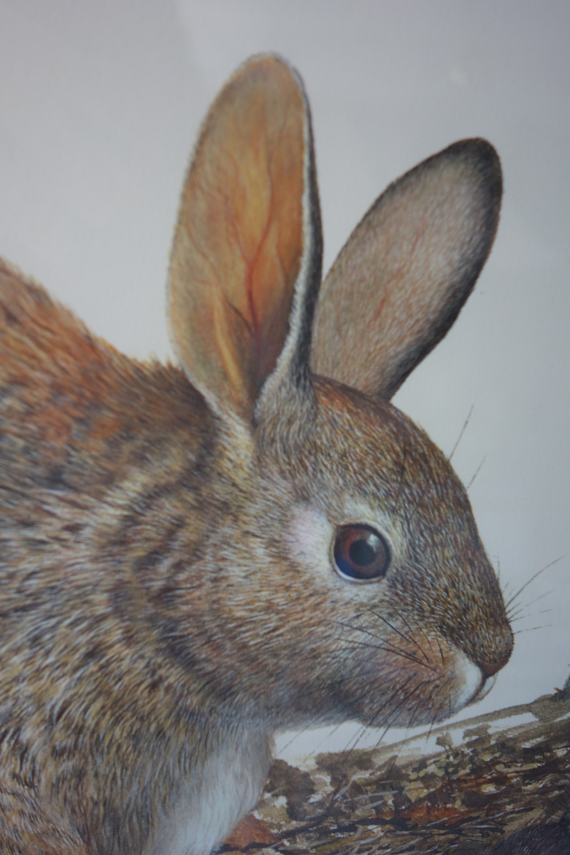 Signed Ray Harm Rabbit Print | EBTH