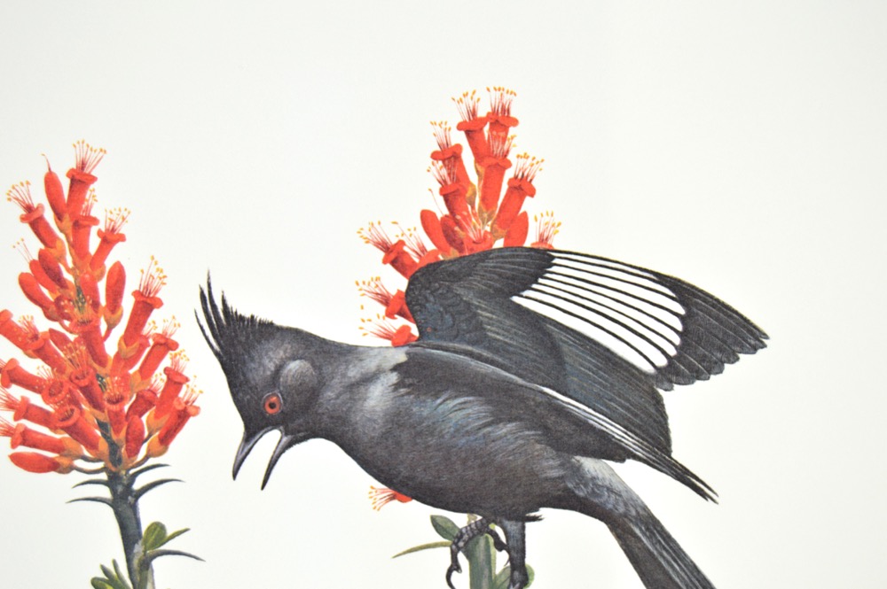 Signed Ray Harm Bird Prints | EBTH