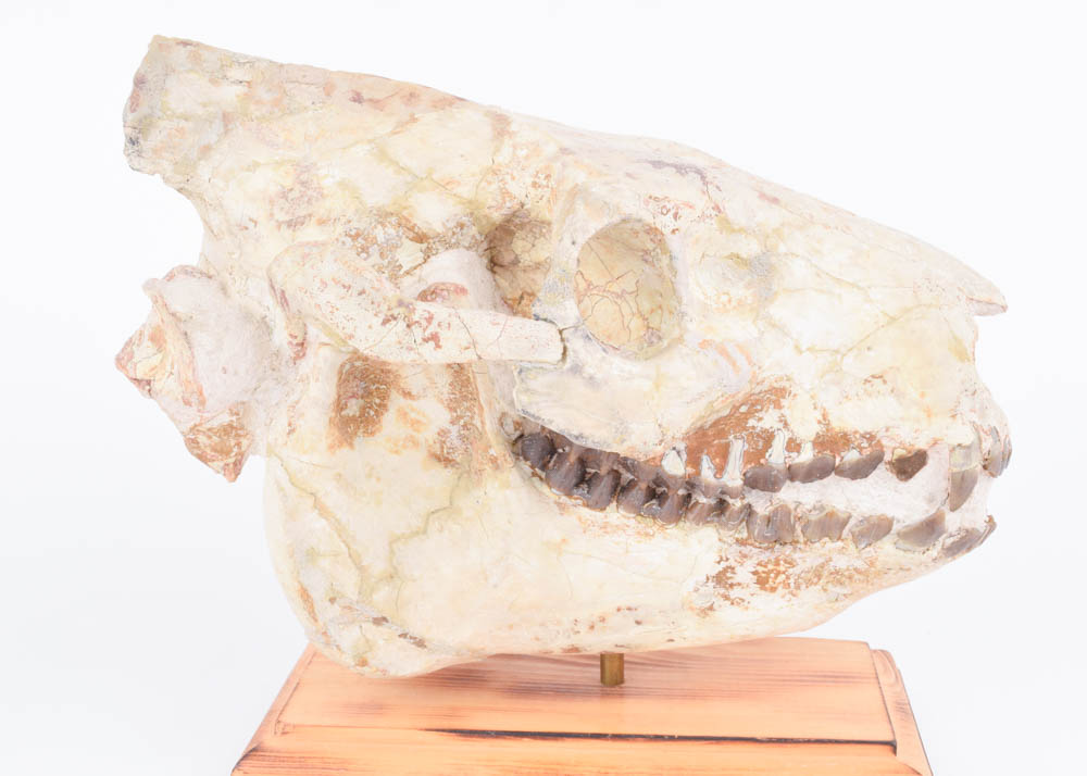 25+Million Year-Old Oreodont Skull Fossil | EBTH