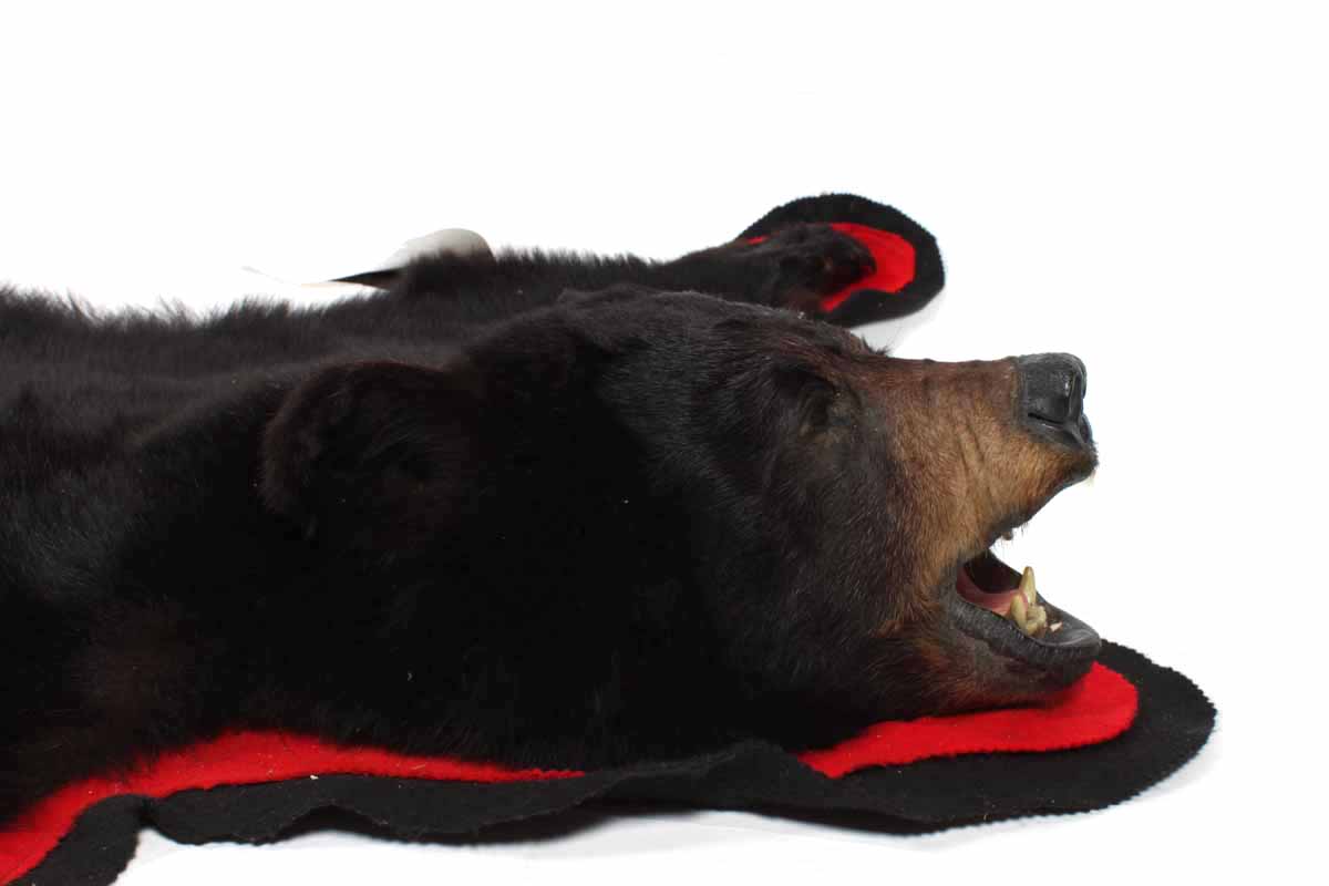 Genuine Black Bear Skin Rug | EBTH
