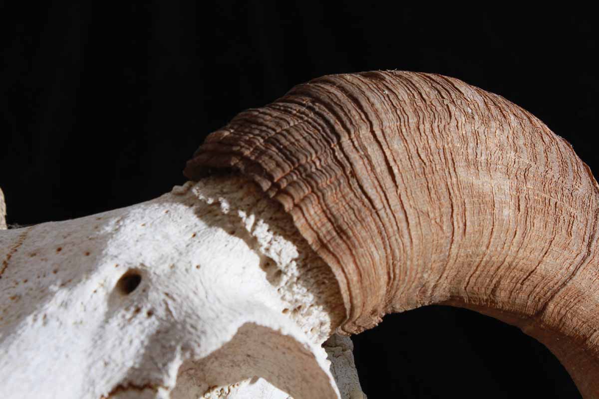 Ram Skeleton Head | EBTH