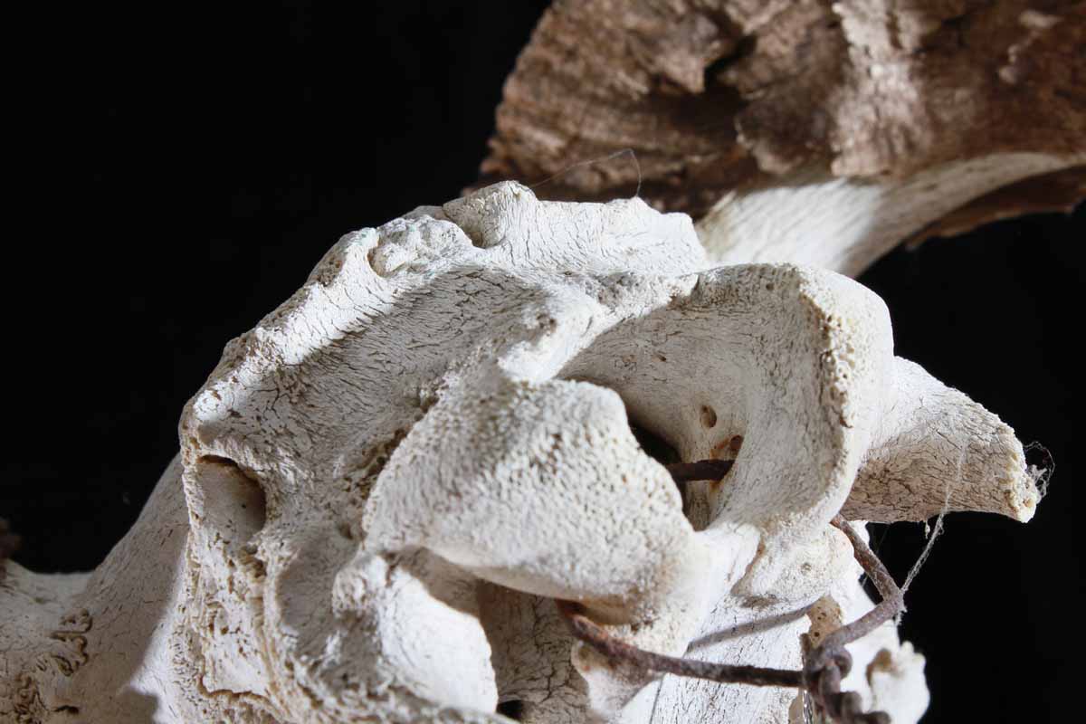 Ram Skeleton Head | EBTH