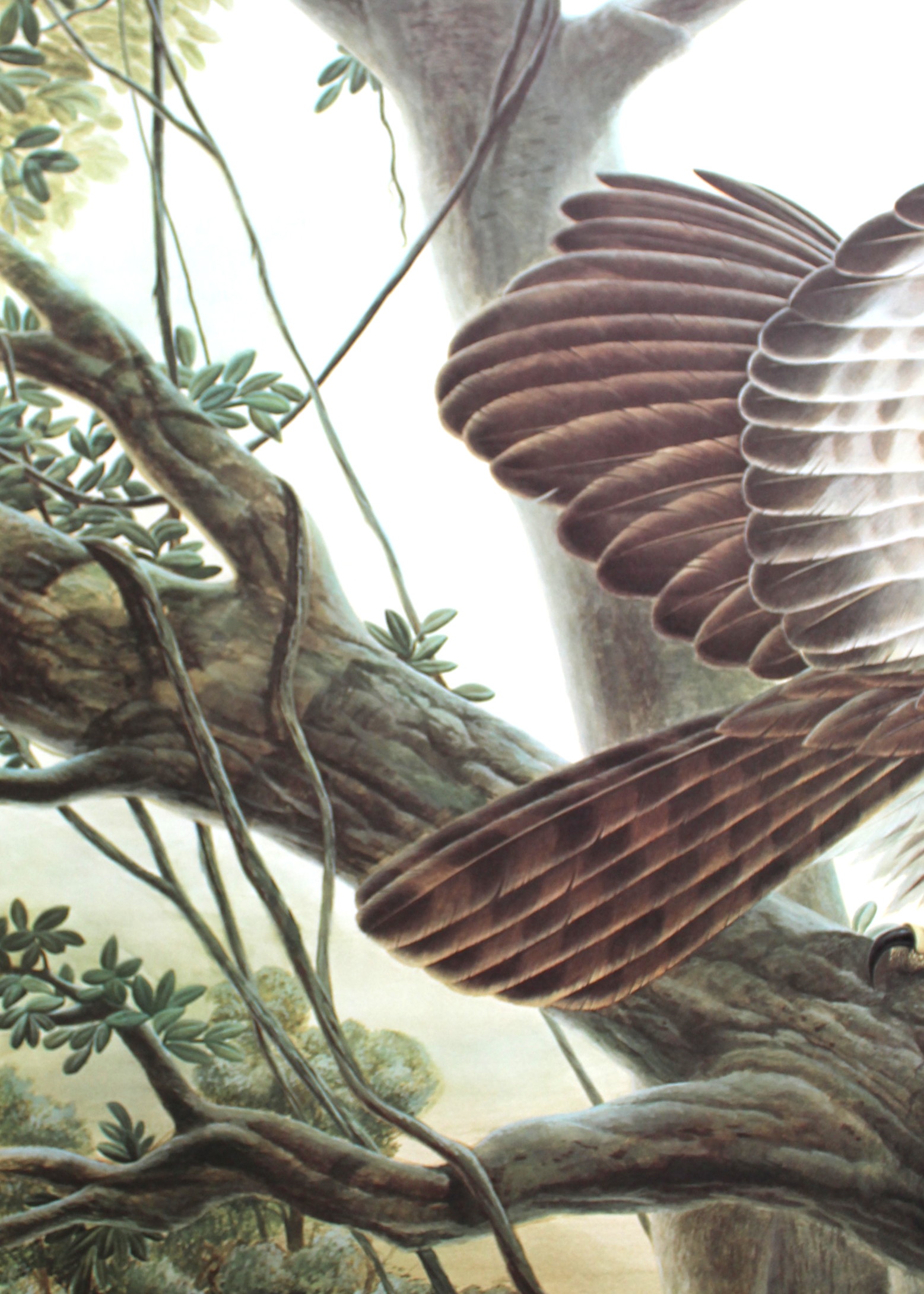 John Ruthven Artist Proof Offset Lithograph "Philippine Eagle" | EBTH