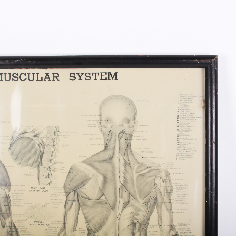 "The Muscular System" Poster | EBTH