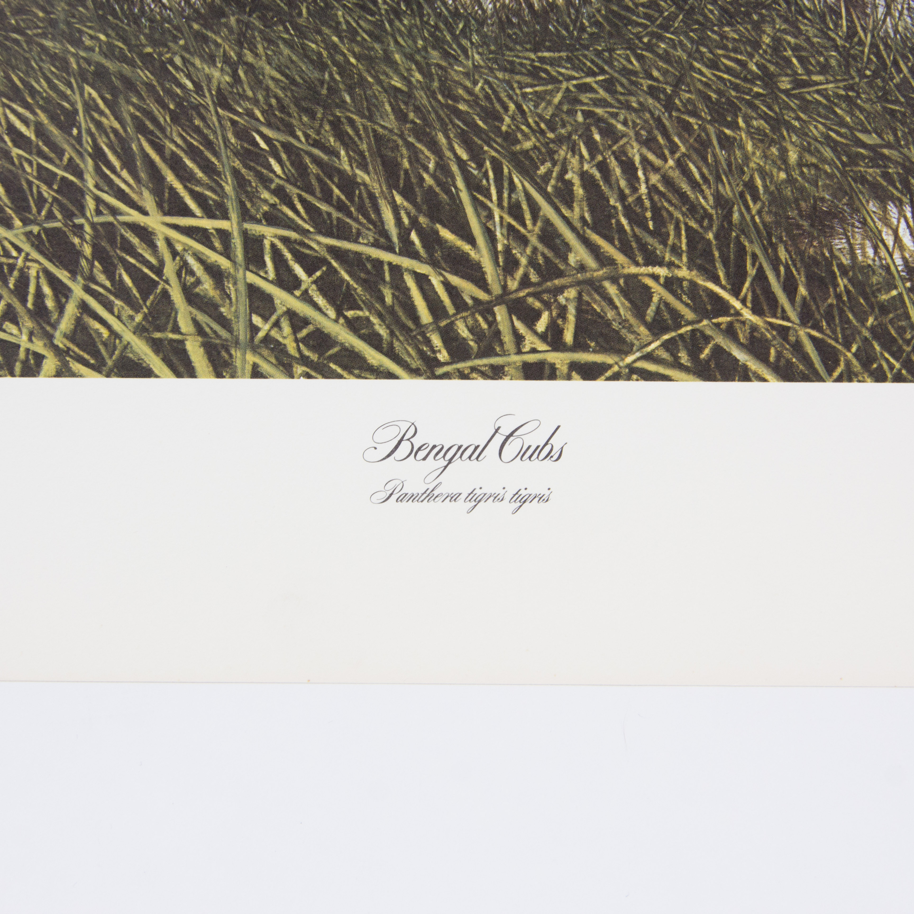 Signed Limited Edition Cub Theme Lithographs by Imogene Farnsworth | EBTH