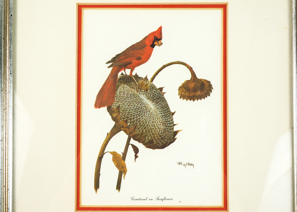 Framed Vintage Fine Art Print After Ray Harm's "Cardinal on Sunflower ...
