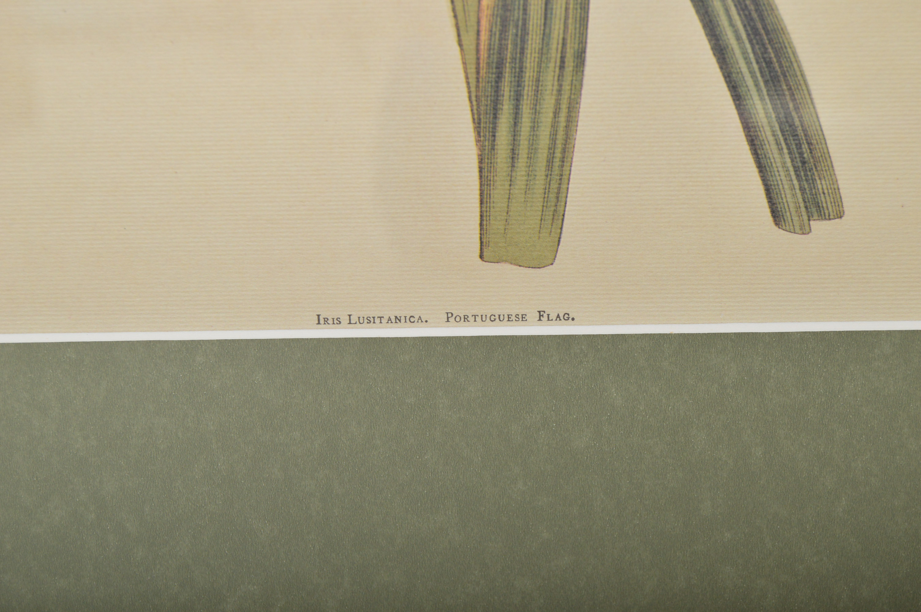 Floral Offset Lithograph Prints | EBTH