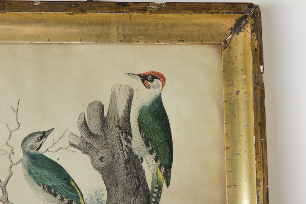 Bird Engraving Prints | EBTH