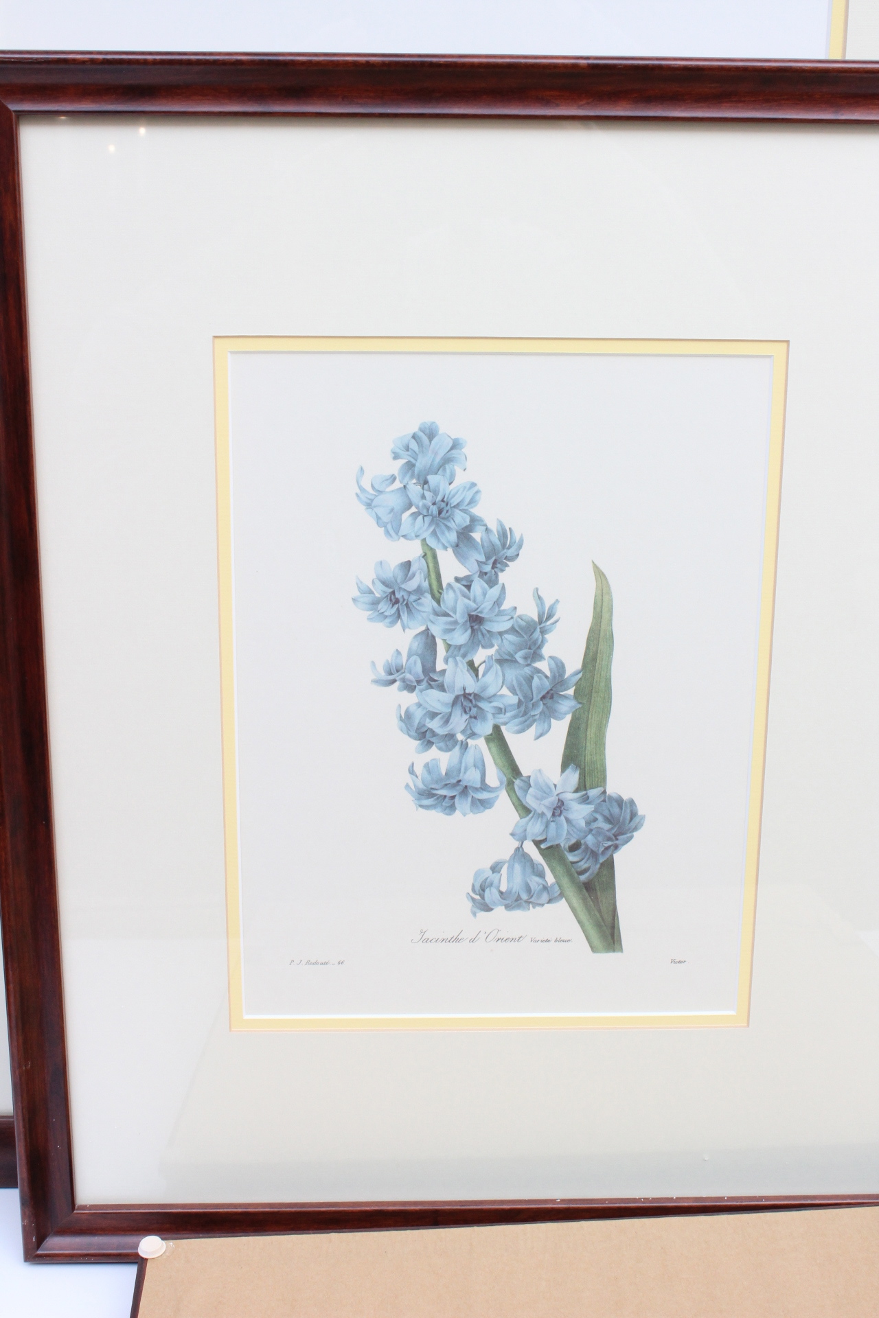 Grouping of Botanical Offset Lithograph Prints | EBTH