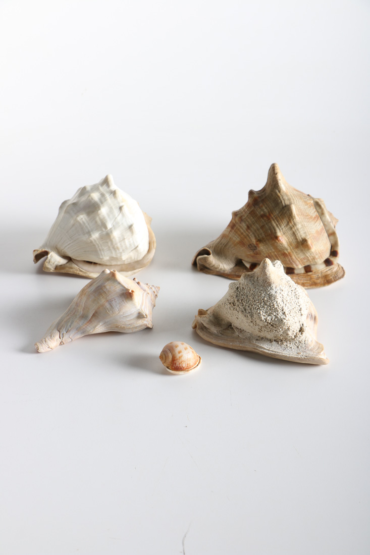Conch and Whelk Shells | EBTH