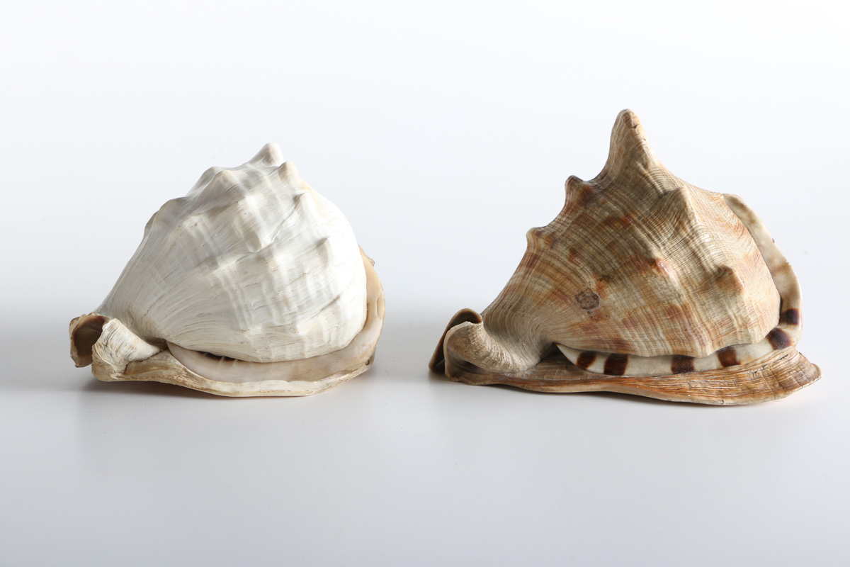 Conch and Whelk Shells | EBTH