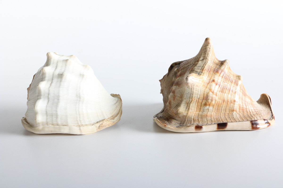 Conch and Whelk Shells | EBTH