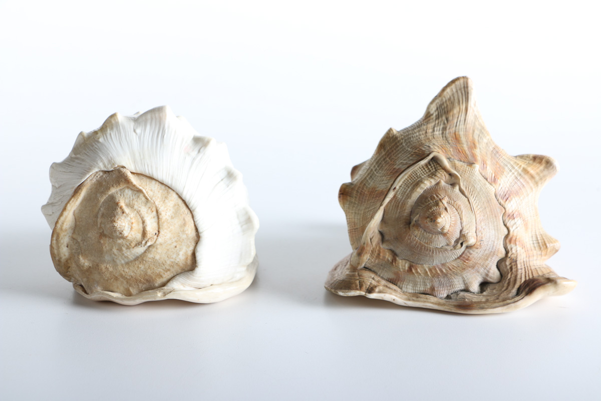 Conch and Whelk Shells | EBTH