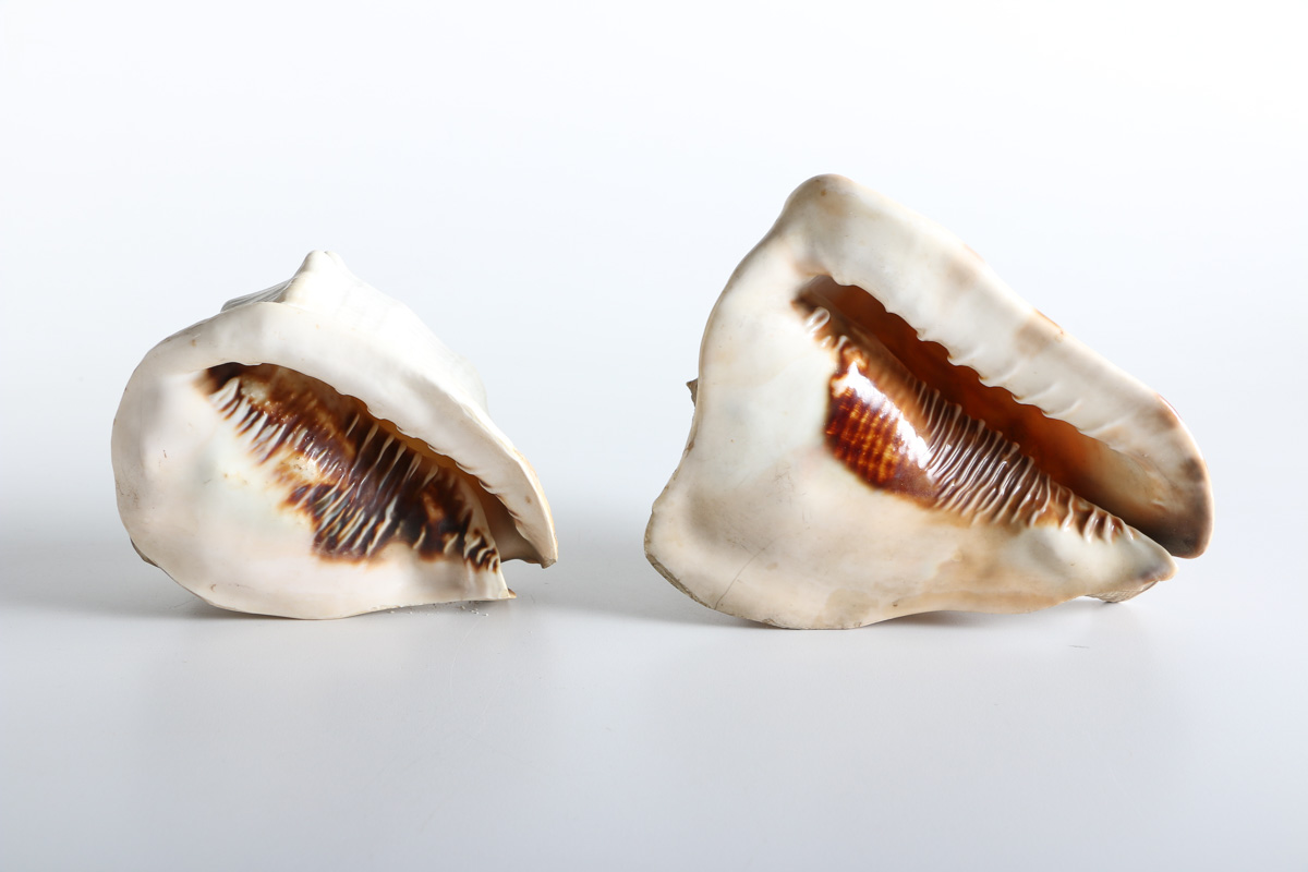 Conch and Whelk Shells | EBTH