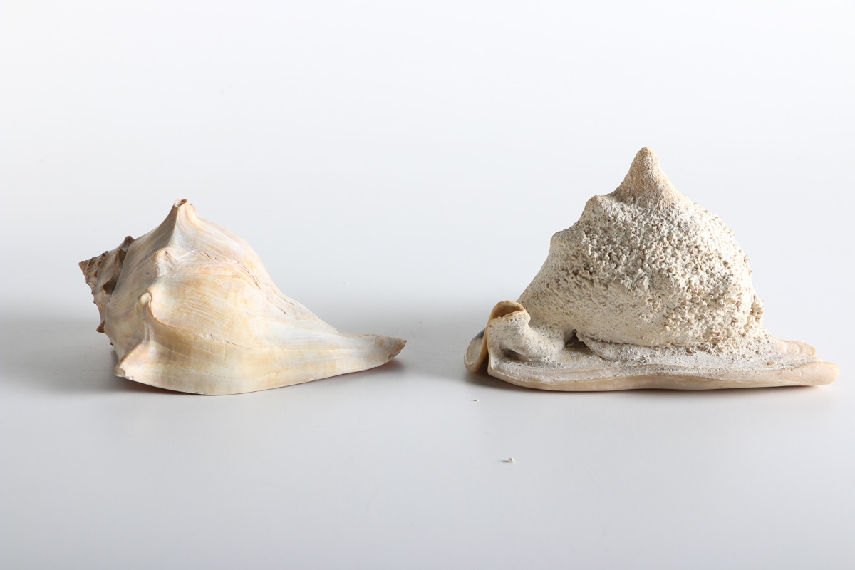 Conch and Whelk Shells | EBTH