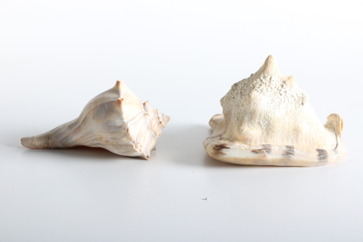 Conch and Whelk Shells | EBTH