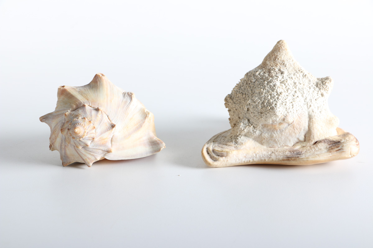 Conch and Whelk Shells | EBTH