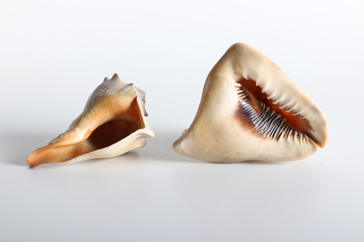 Conch and Whelk Shells | EBTH