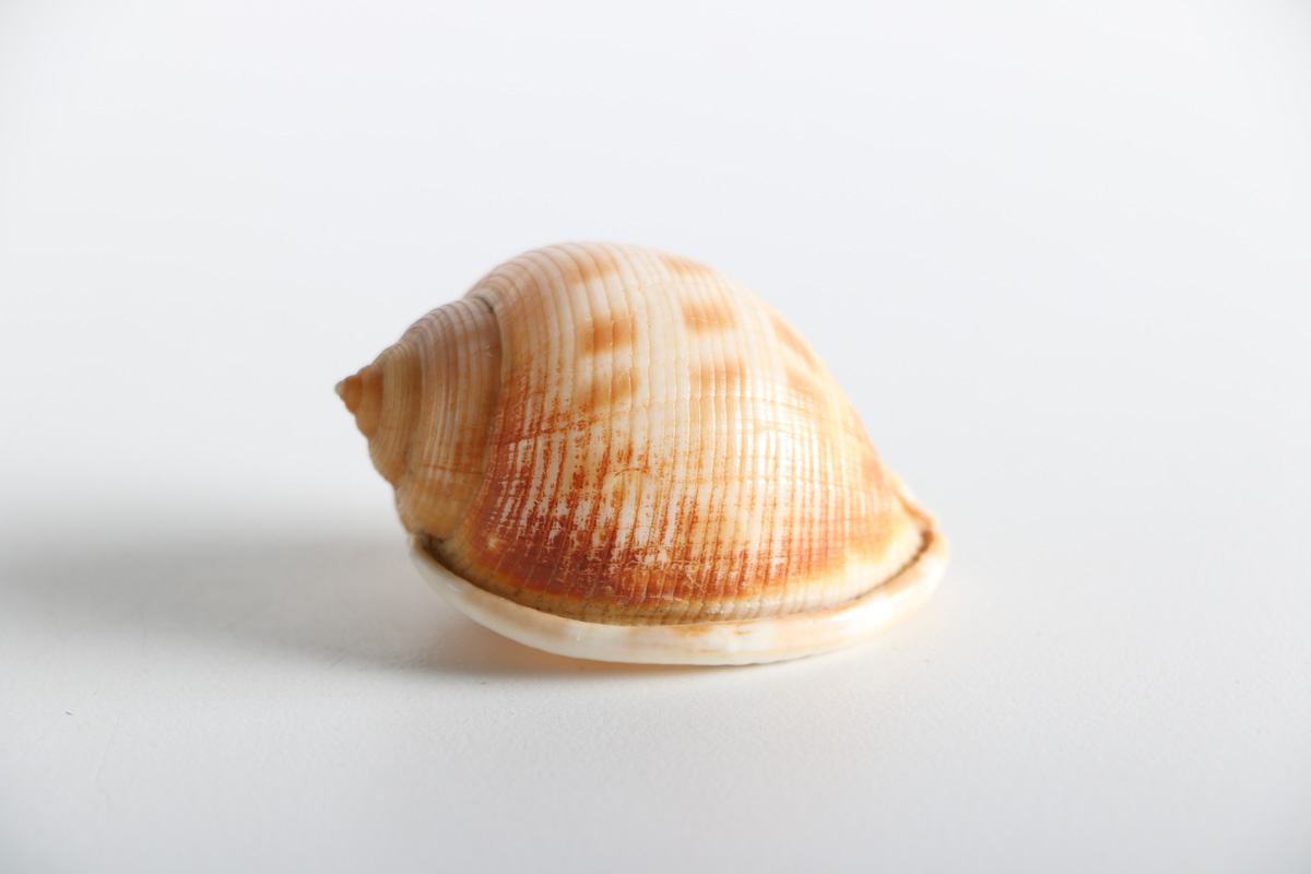 Conch and Whelk Shells | EBTH