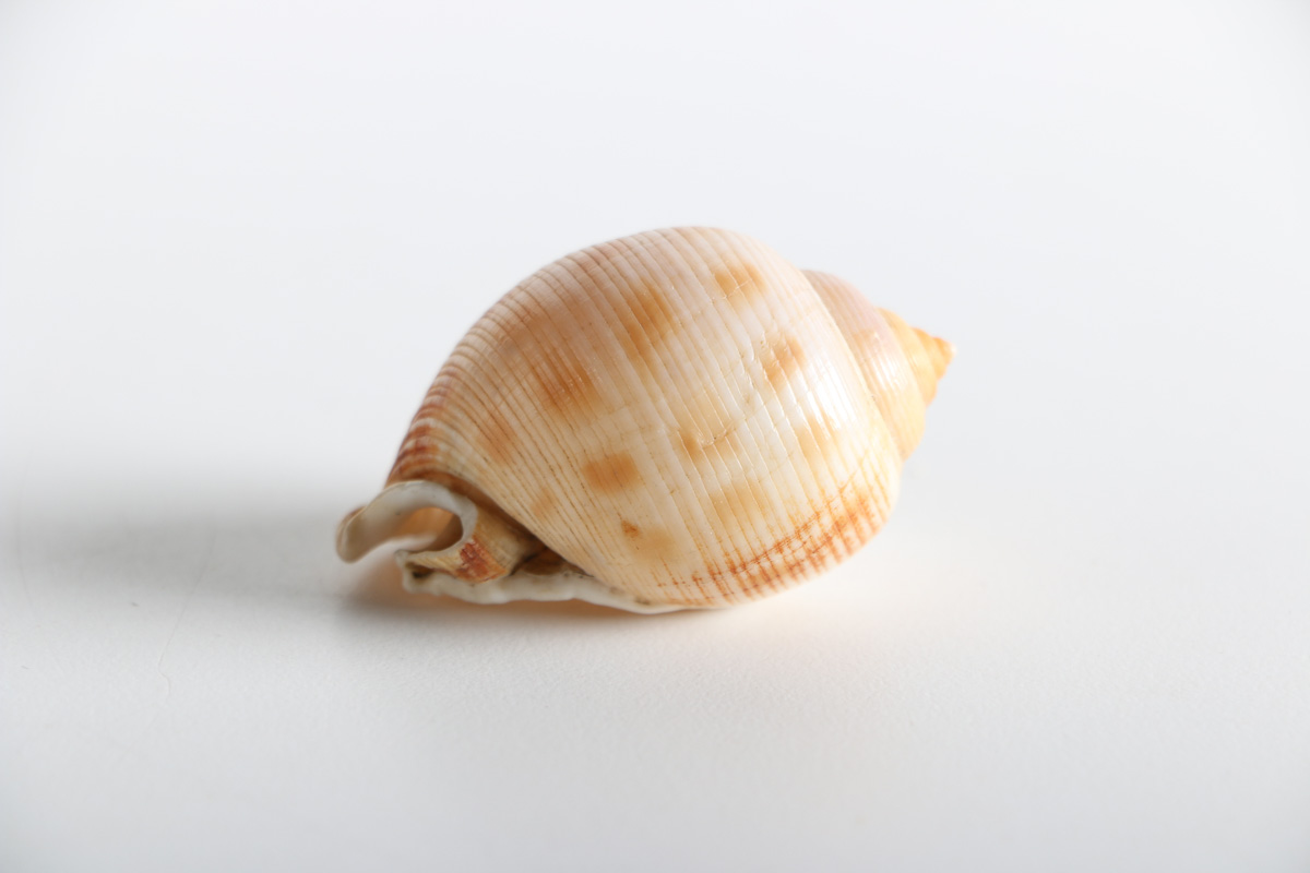 Conch and Whelk Shells | EBTH
