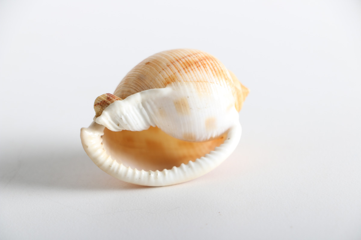 Conch and Whelk Shells | EBTH
