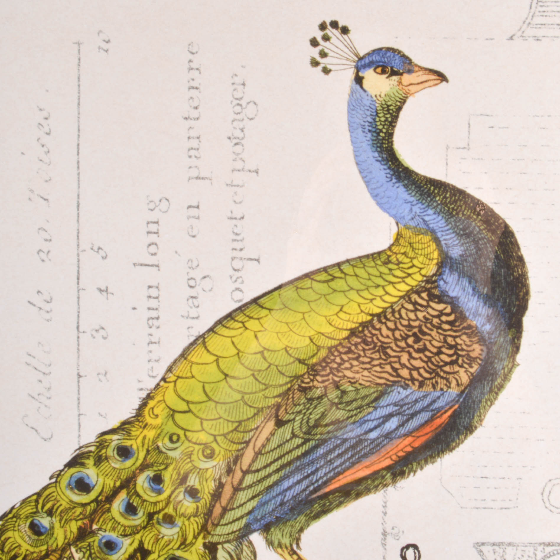 Peacock Prints | EBTH