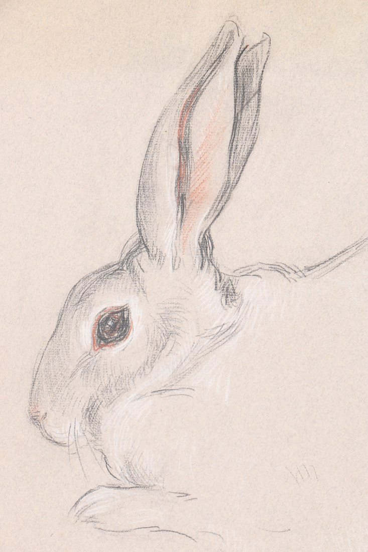 Emily B. Waite Conté Crayon Drawing on Paper of a Rabbit | EBTH