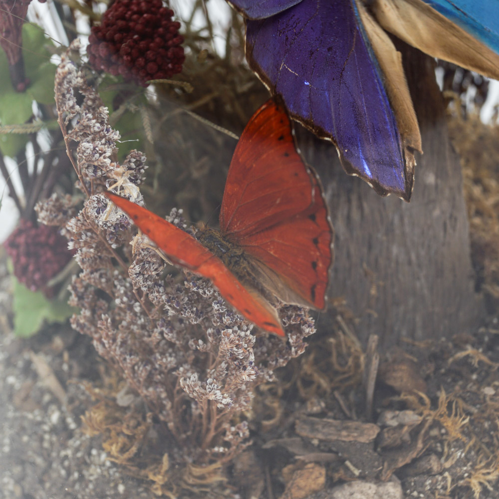 Butterfly Atrium | EBTH