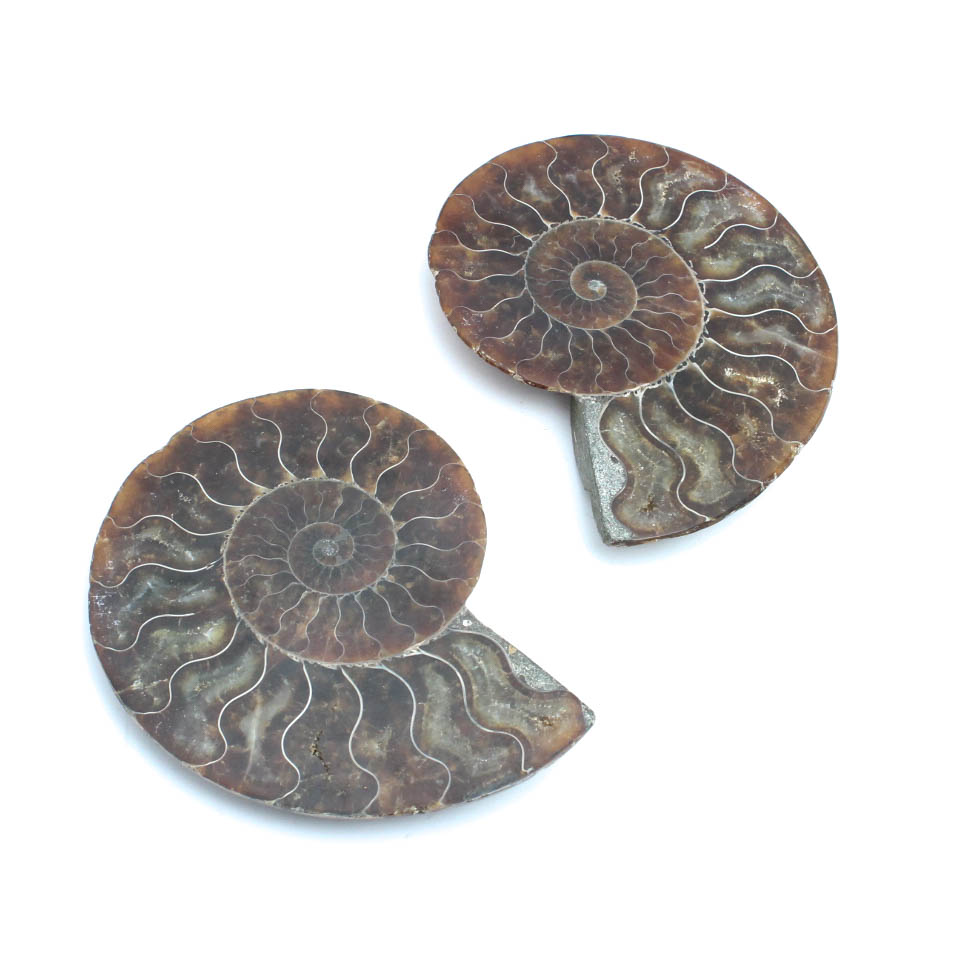 Polished Ammonite Specimens | EBTH