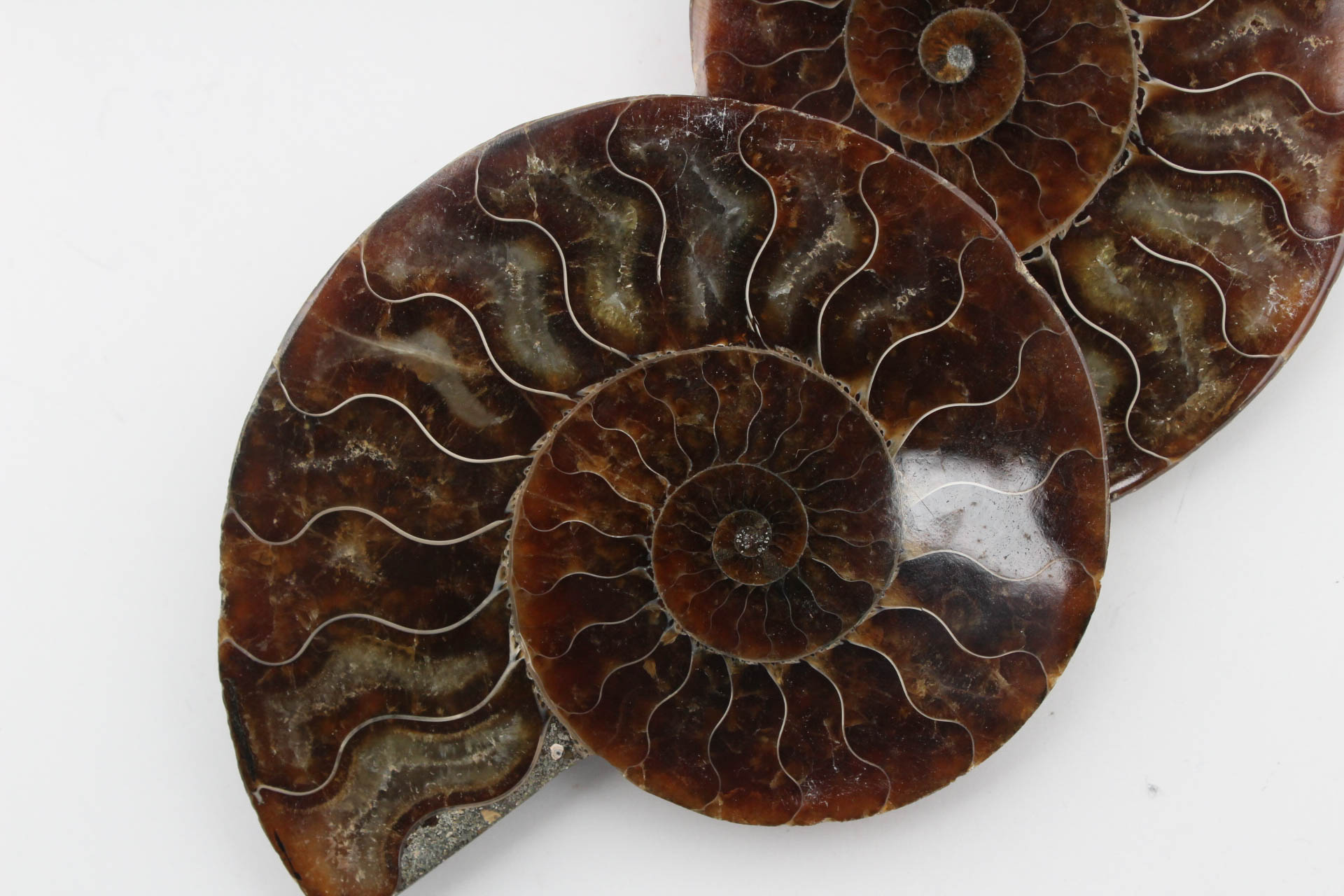 Polished Ammonite Specimens | EBTH