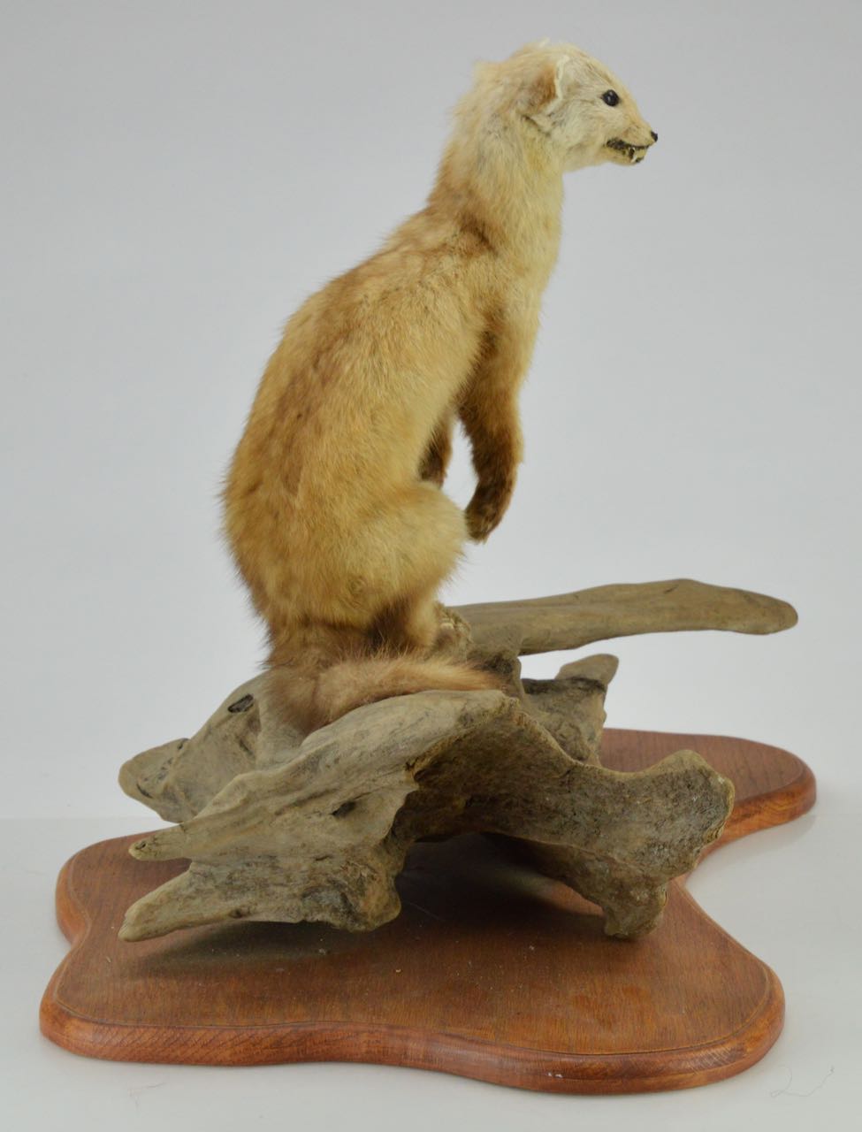 Taxidermy Weasel | EBTH