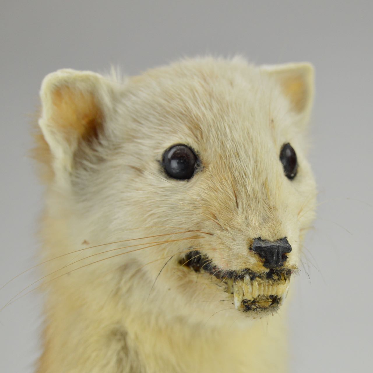 Taxidermy Weasel | EBTH
