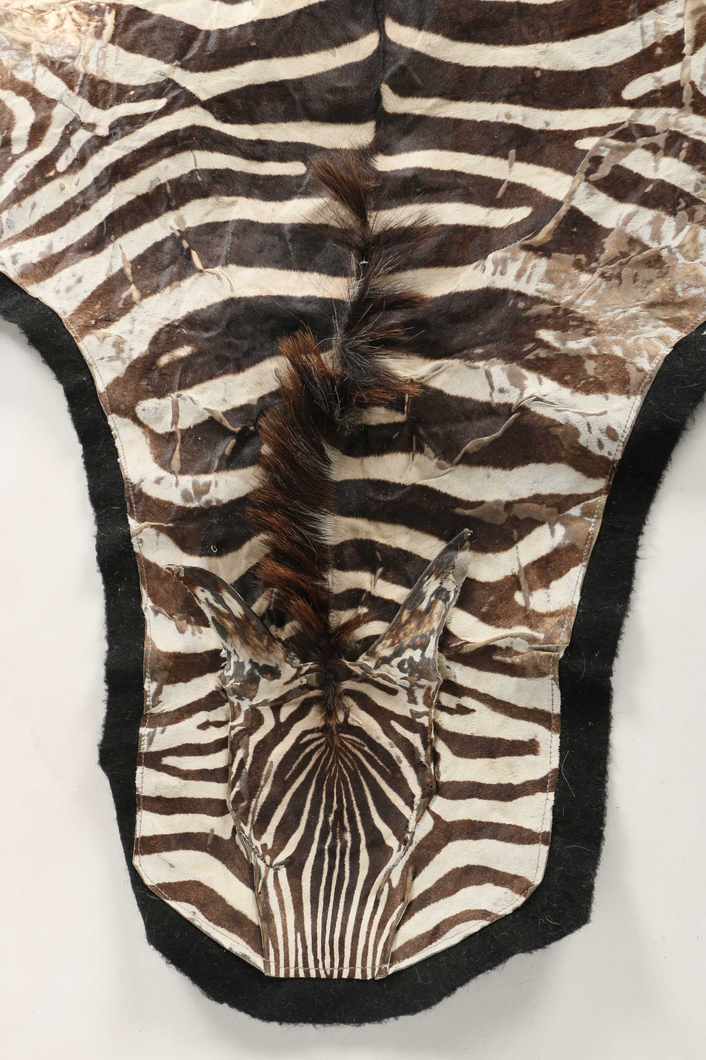 Zebra Pelt Area Rug | EBTH