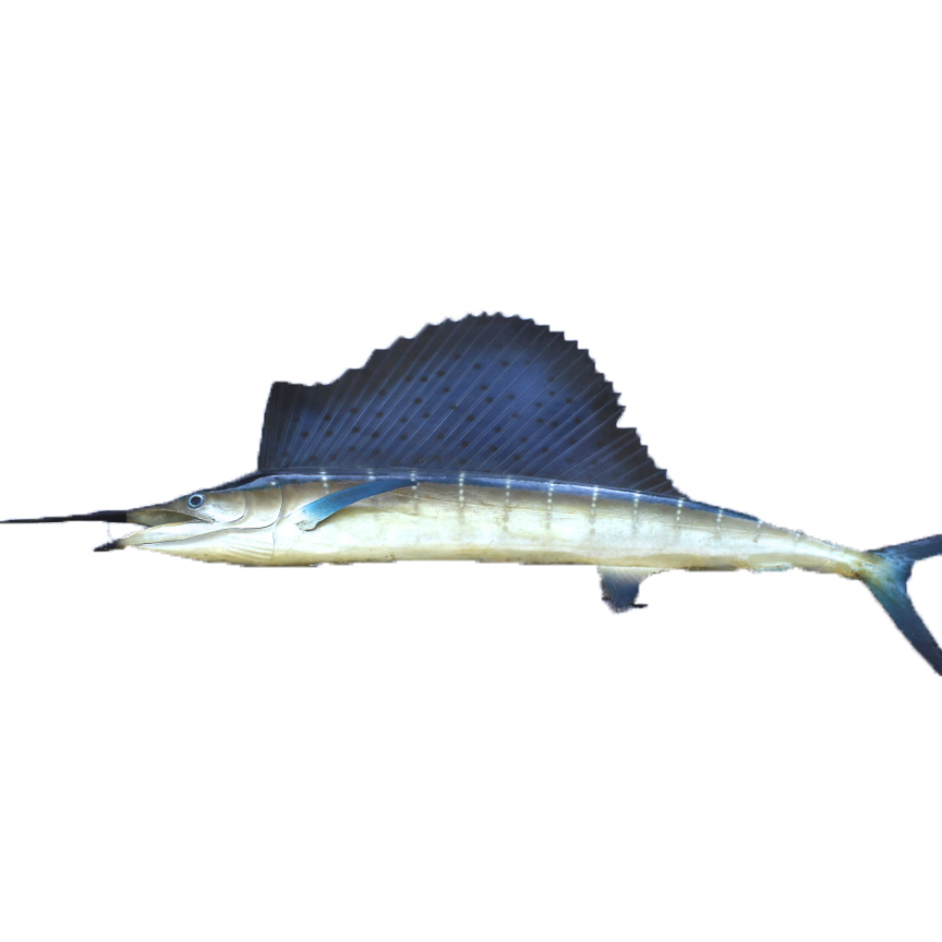 Taxidermy Swordfish | EBTH